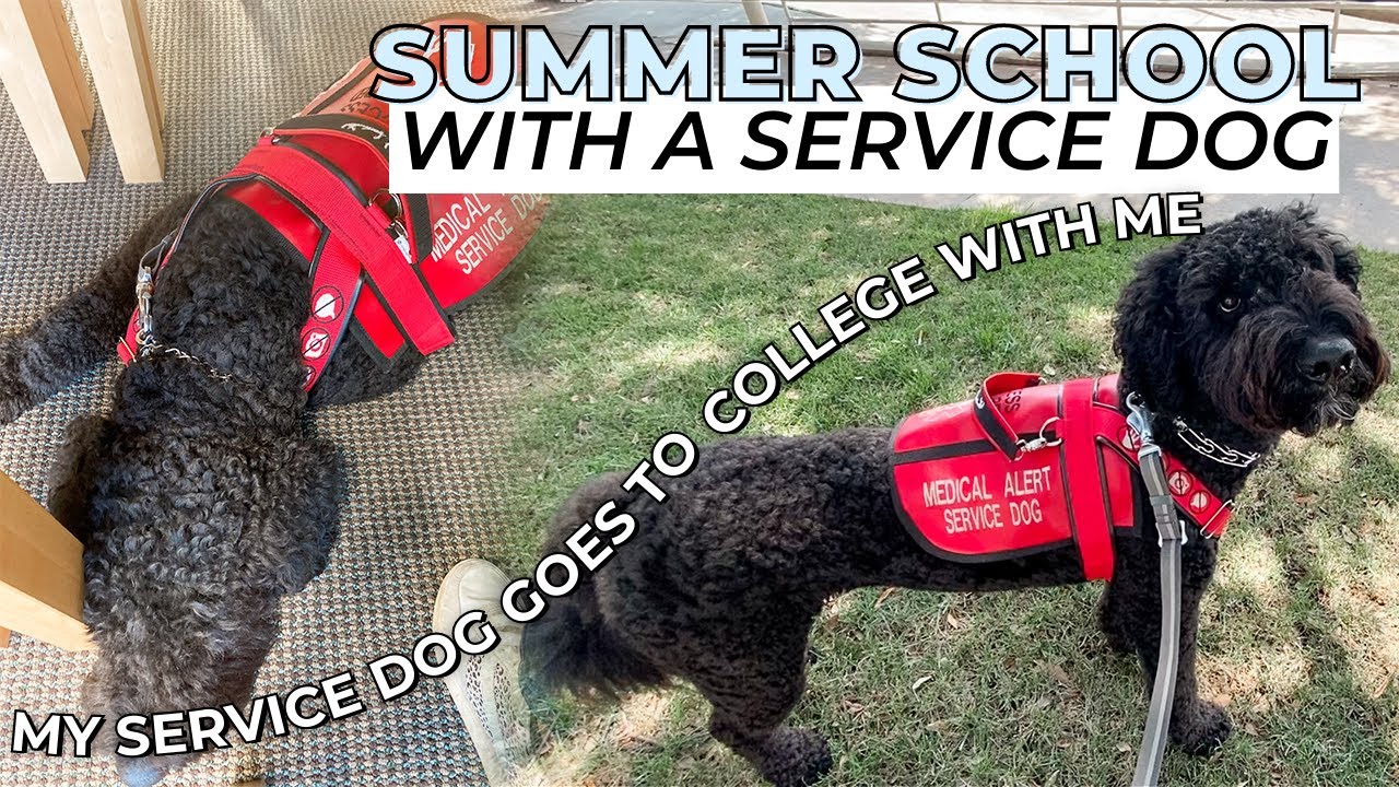 SUMMER SCHOOL WITH A SERVICE DOG | my service dog goes to college ...