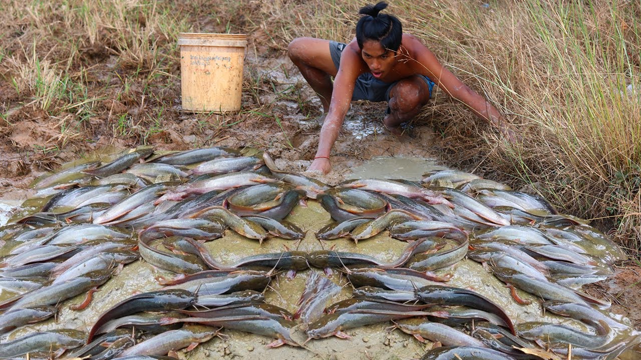 Village fishing in dry season catch a lot of fish easily - YouTube