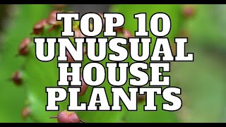 Top 10 Unusual Houseplants