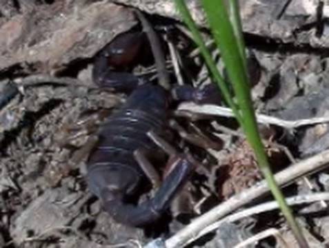 I found A REAL SCORPION! - YouTube