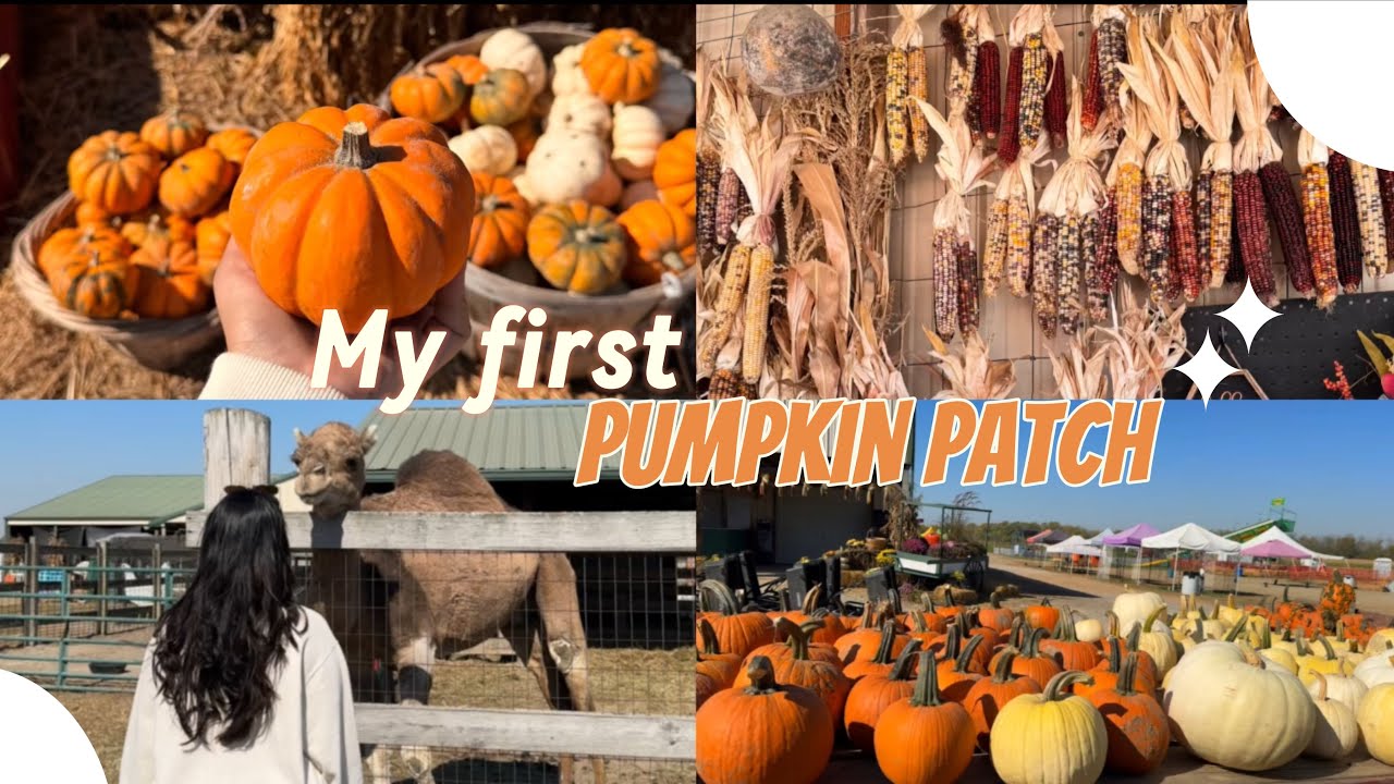 My First Pumpkin Patch in US 🎃 | Halloween Season | USA | AJ - YouTube