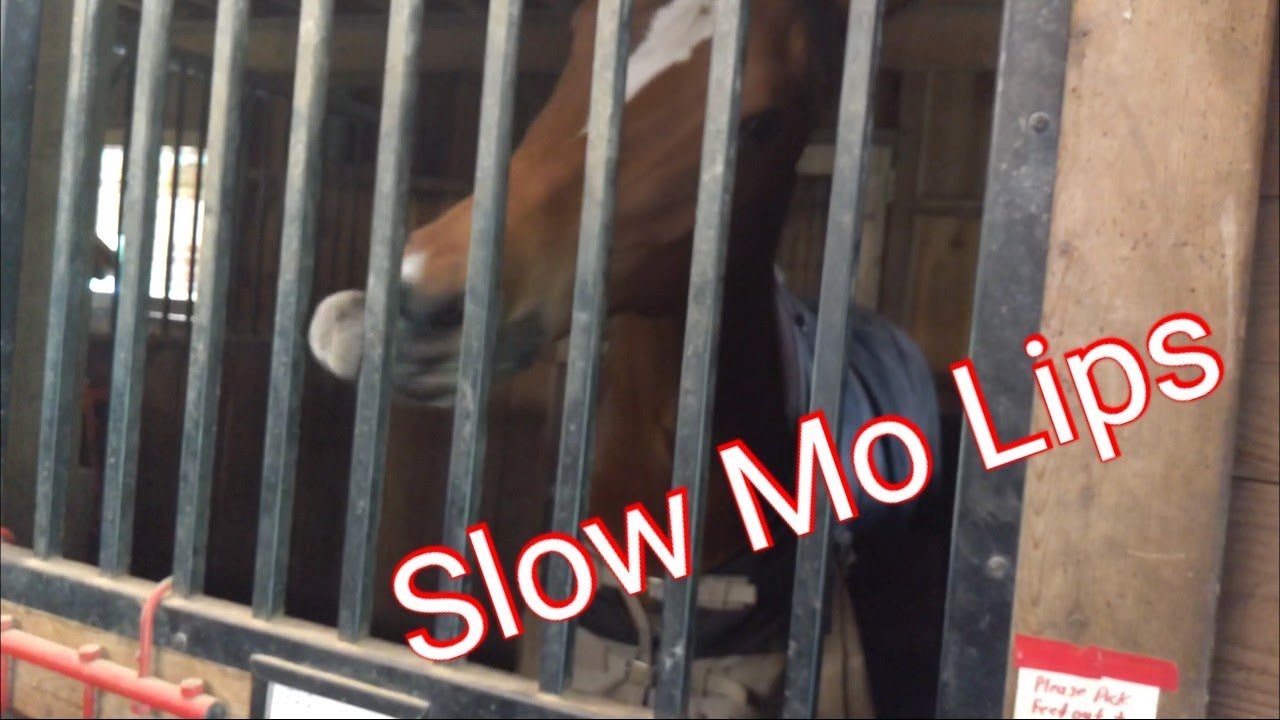 Rekon Silly Lip Slow Motion Bored Horse Funny Gelding Arabian Warmblood ...