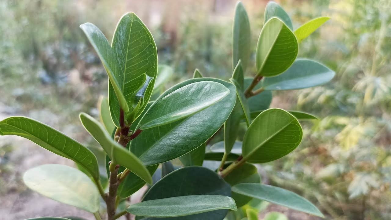 How to grow Ficus plant 🌱 !!! Easy and Simple!!! - YouTube