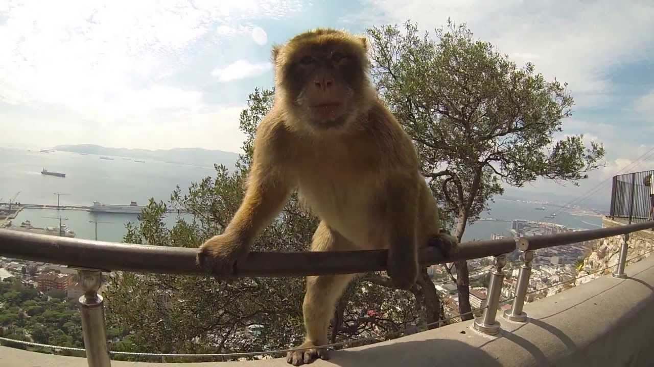 GoPro HERO 3: Gibraltar's Monkeys - YouTube