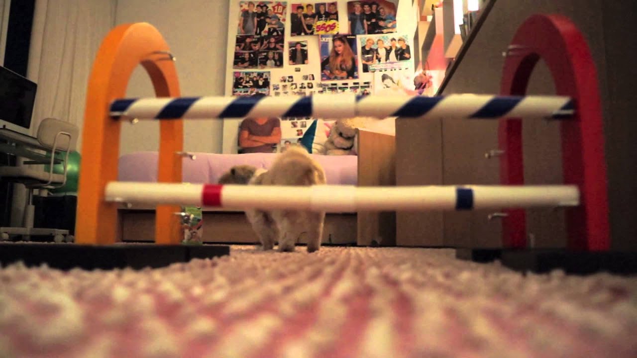 "Horse" Jumping! (Oreo+Candy) ( ‿ -) - YouTube