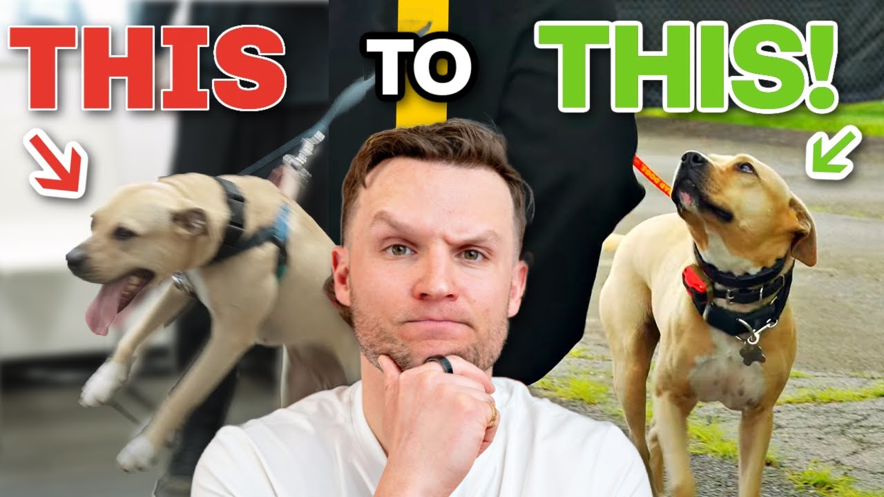 Why Your Dog Freaks Out on Walks — And How to Stop It - YouTube