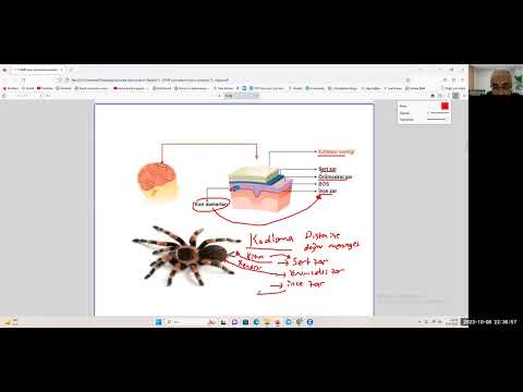 11.SINIF LİSE BİYOLOJİ 1. ÜNİTE 2.VİDEO(SİNİR SİSTEMİ)