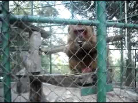 Stump tailed macaque eating chocolate mallow in Split Zoo (Croatia ...