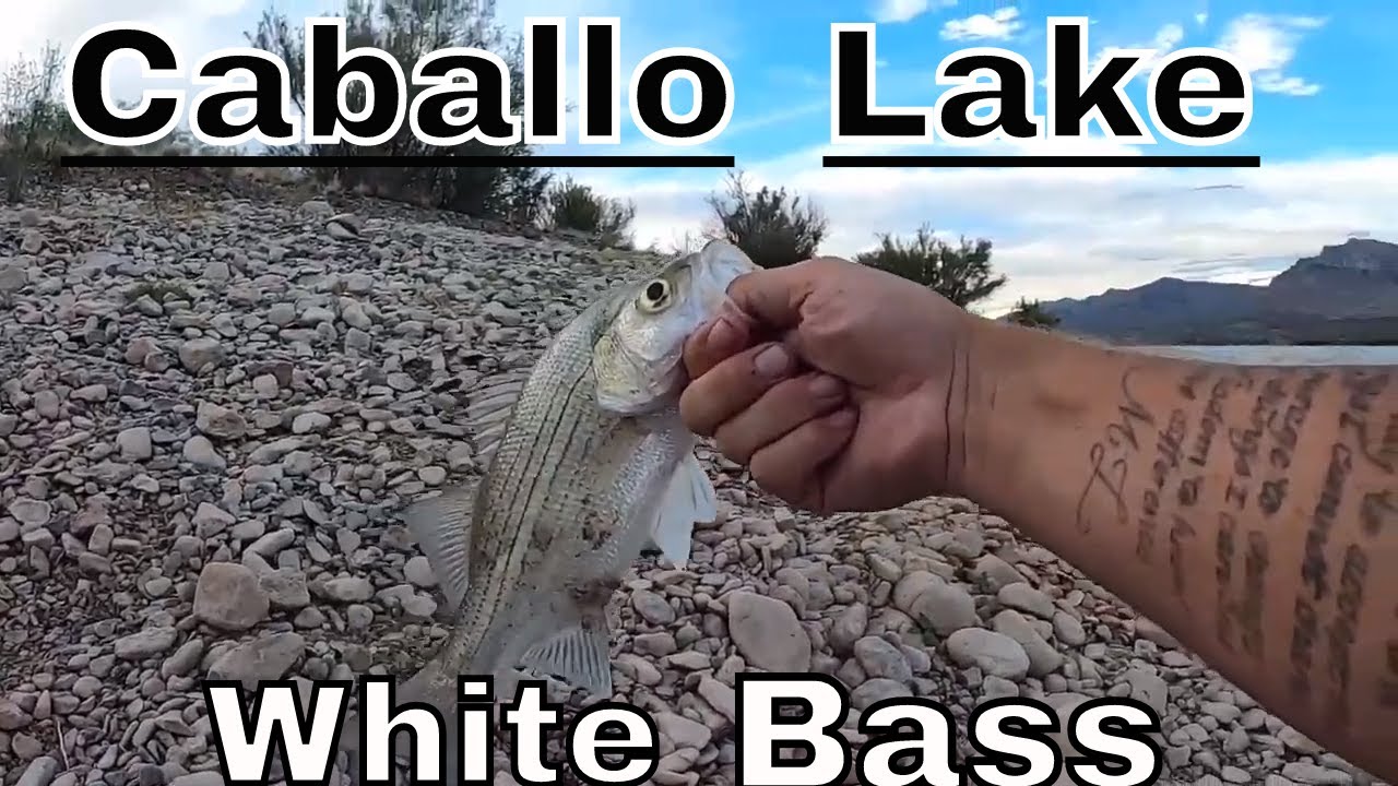 Caballo Lake White Bass Fishing - YouTube
