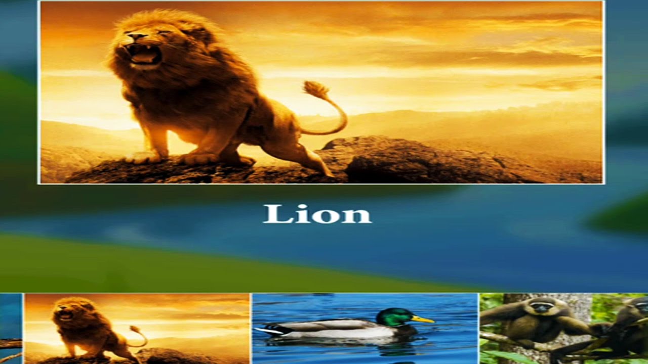 Best Animals Learning HD Animals Sounds For Toddlers Learning Wild ...