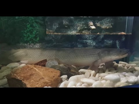 ปลาไบเคอร์คองโก(ปลาบีเซียร์)(Bichir, Dinosaur eel) Monster Aquarium ...