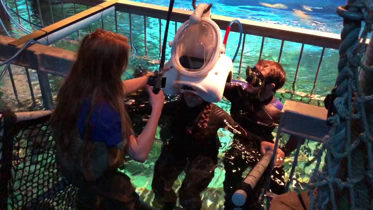 Bailey’s Shark Dive for LLS - YouTube