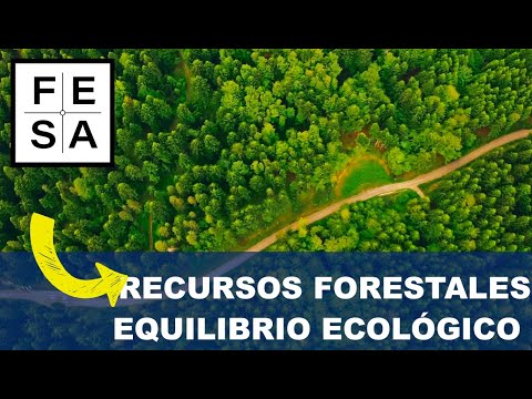 La Importancia de los Recursos Forestales en el Equilibrio Ecológico ...