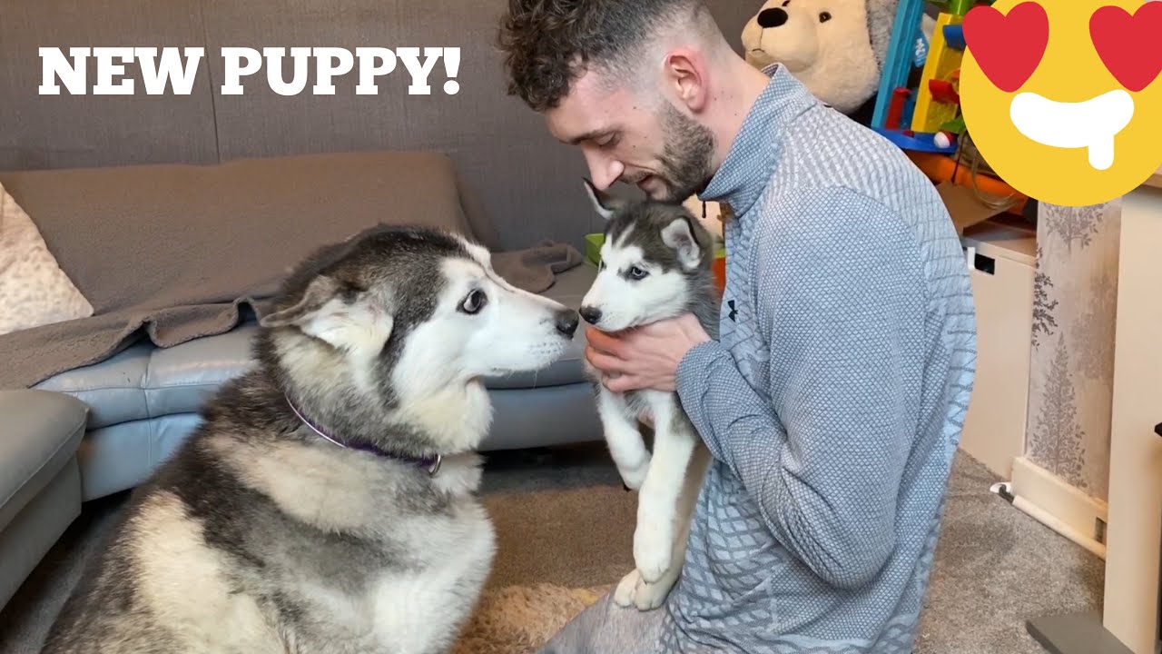 Scared Puppies First Time Meeting Husky!! [FULL VIDEO!] - YouTube