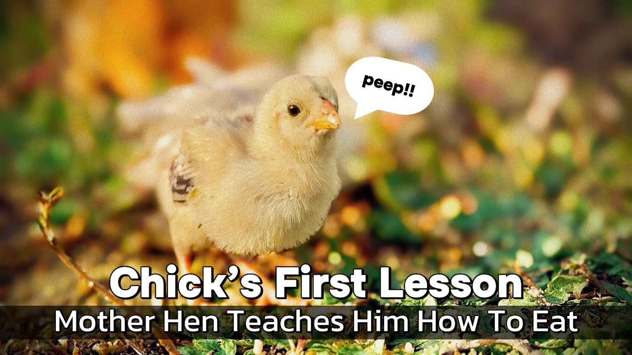 Baby Chick Sounds - Chick Learn To Find Food With Mother Hen 🐥 🐓 - YouTube