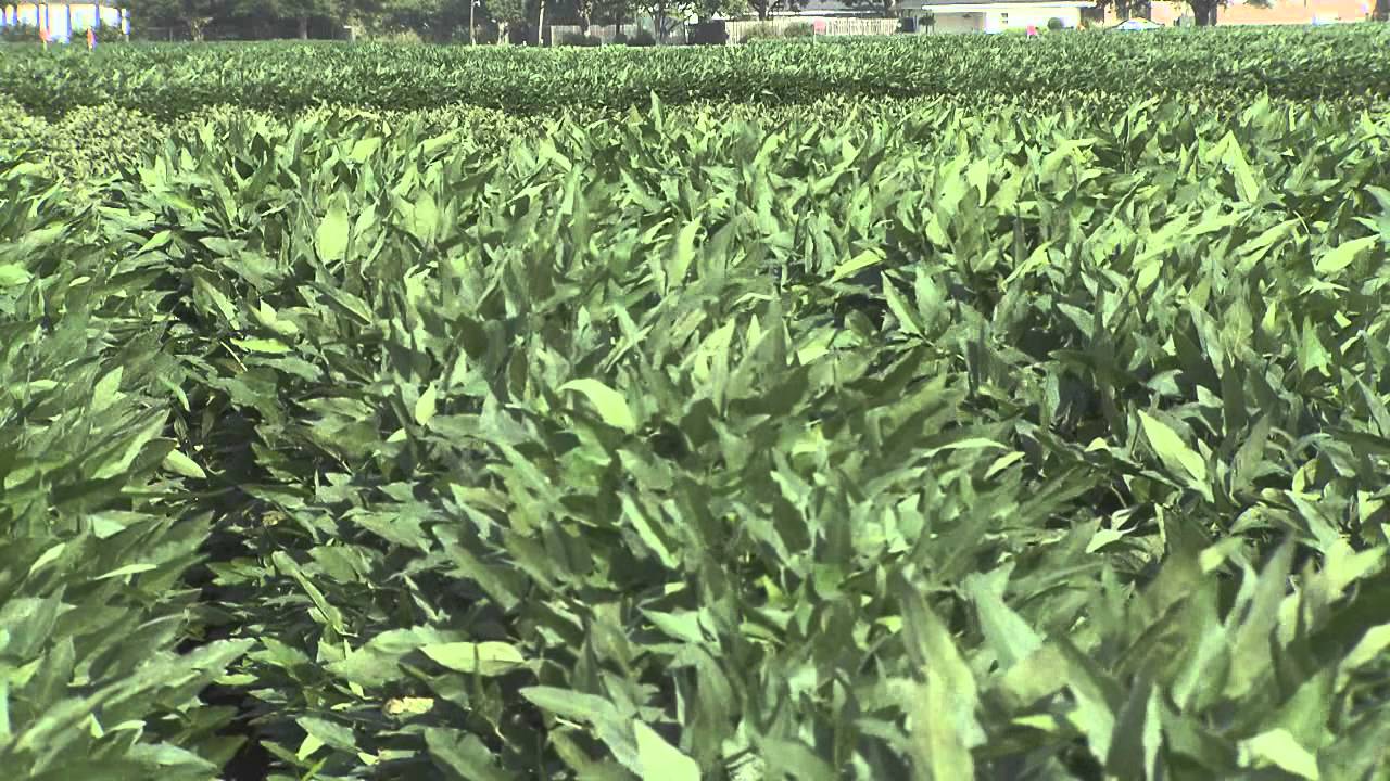 Row crops produce lower yields - YouTube