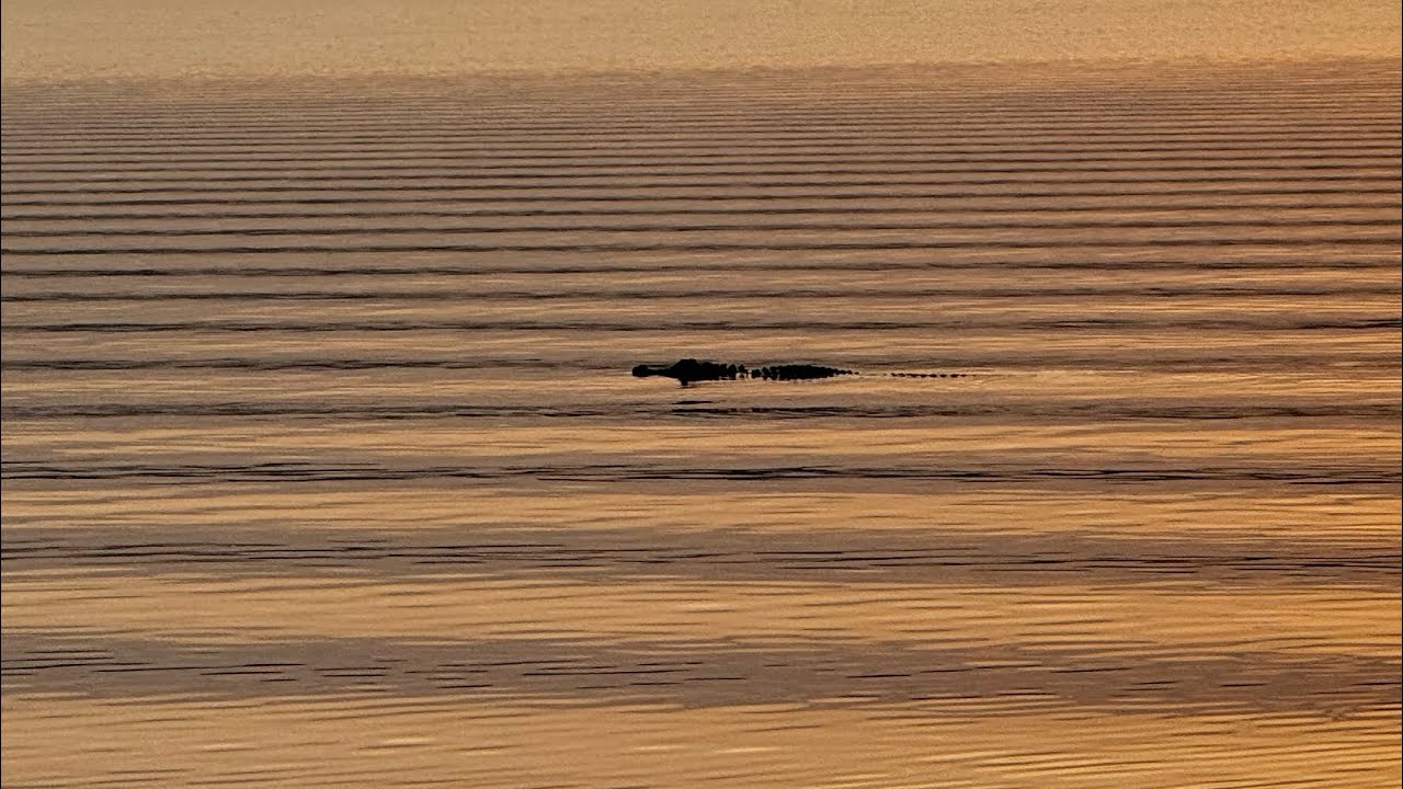 Garmin Livescope Perspective Mode Alligator - YouTube