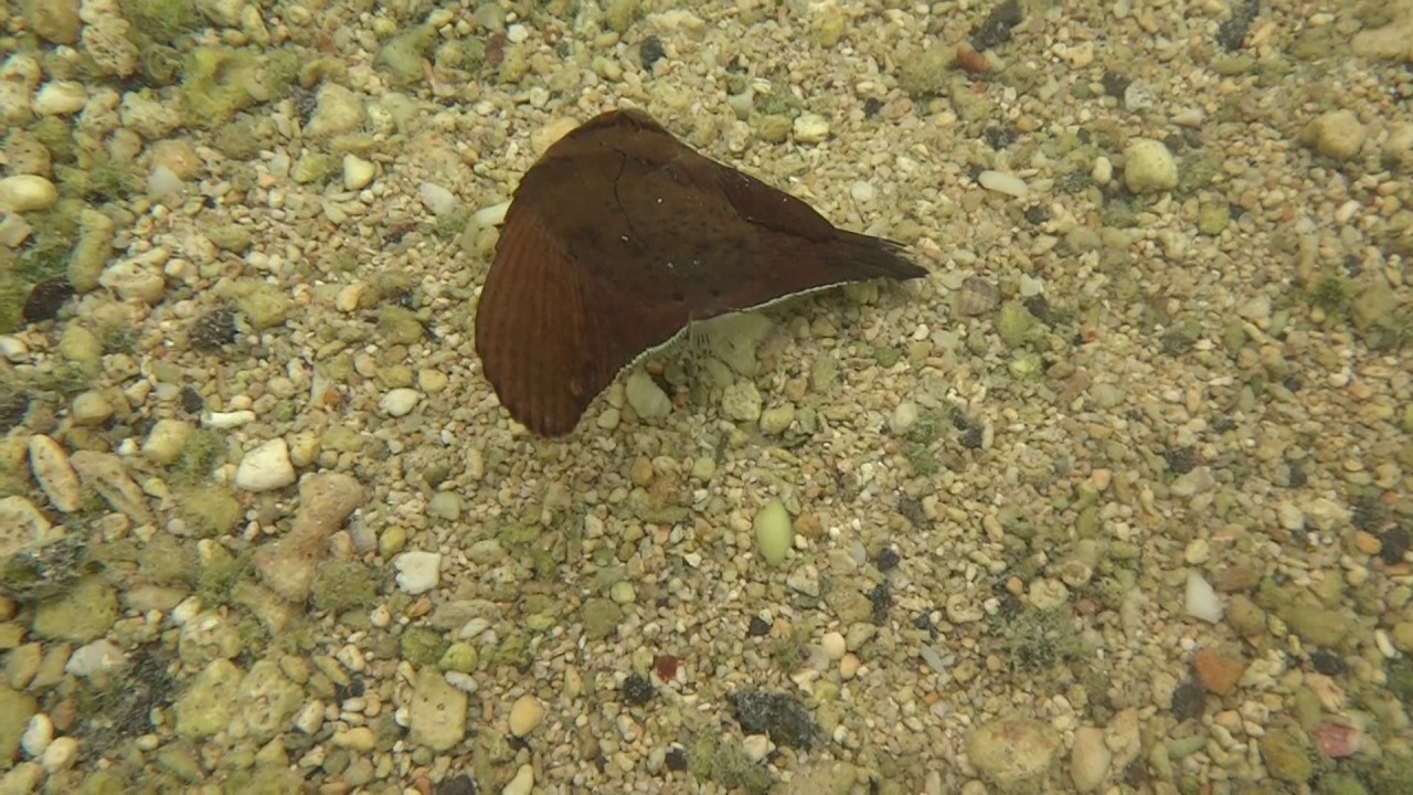 POISSON FEUILLE Ile Maurice - YouTube