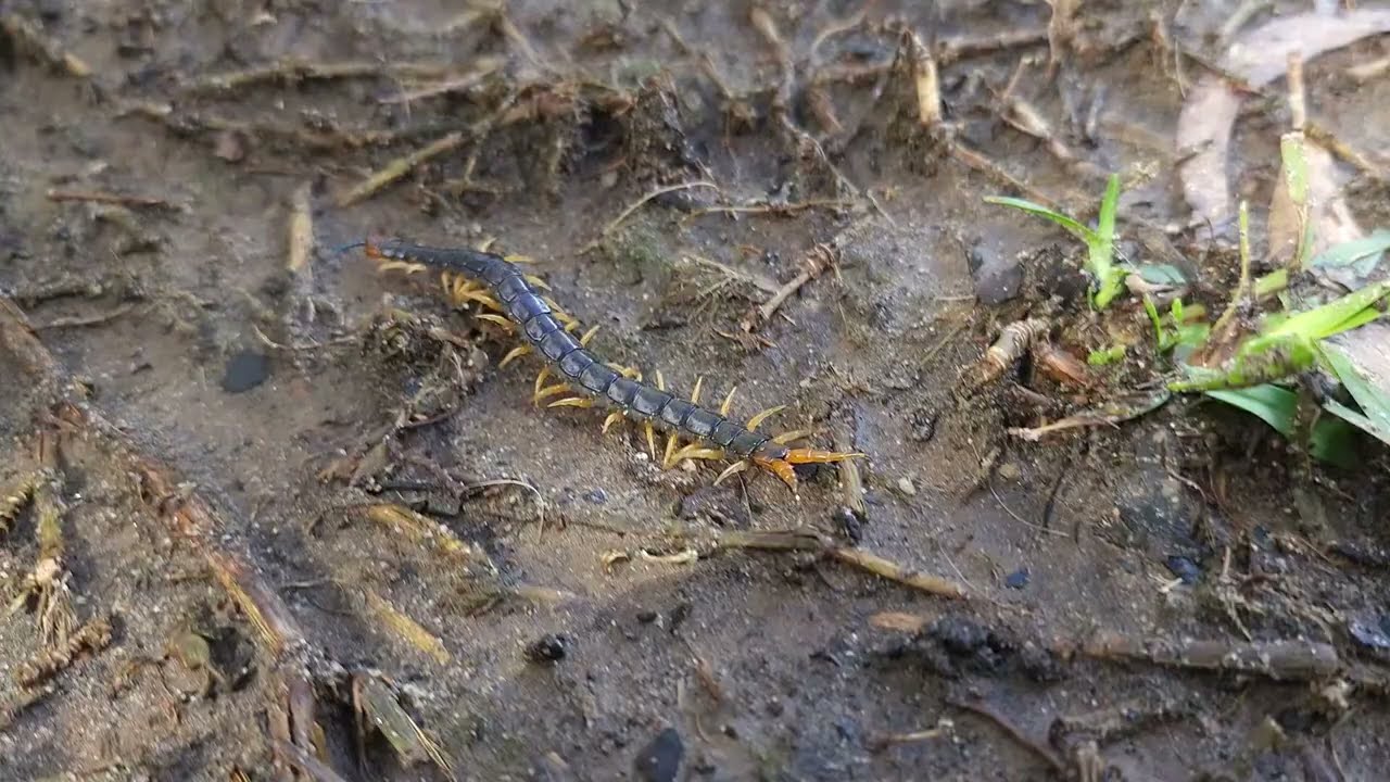 Australian Giant Centipede (Ethmostigmus Rubripes) - YouTube