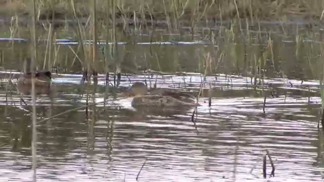 prairie wildlife - YouTube