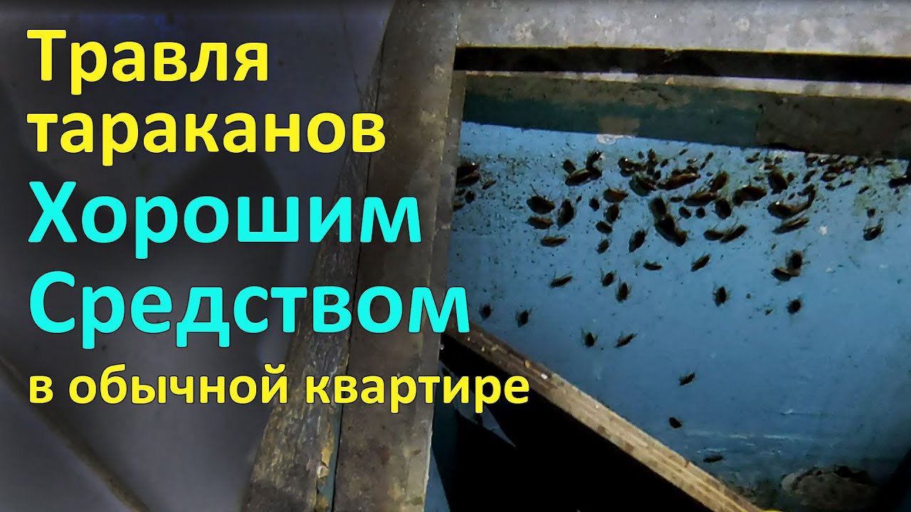 Хорошее средство от тараканов в квартире - YouTube