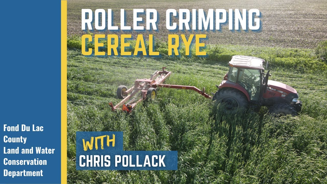 Roller Crimping Cereal Rye with Chris Pollack - YouTube