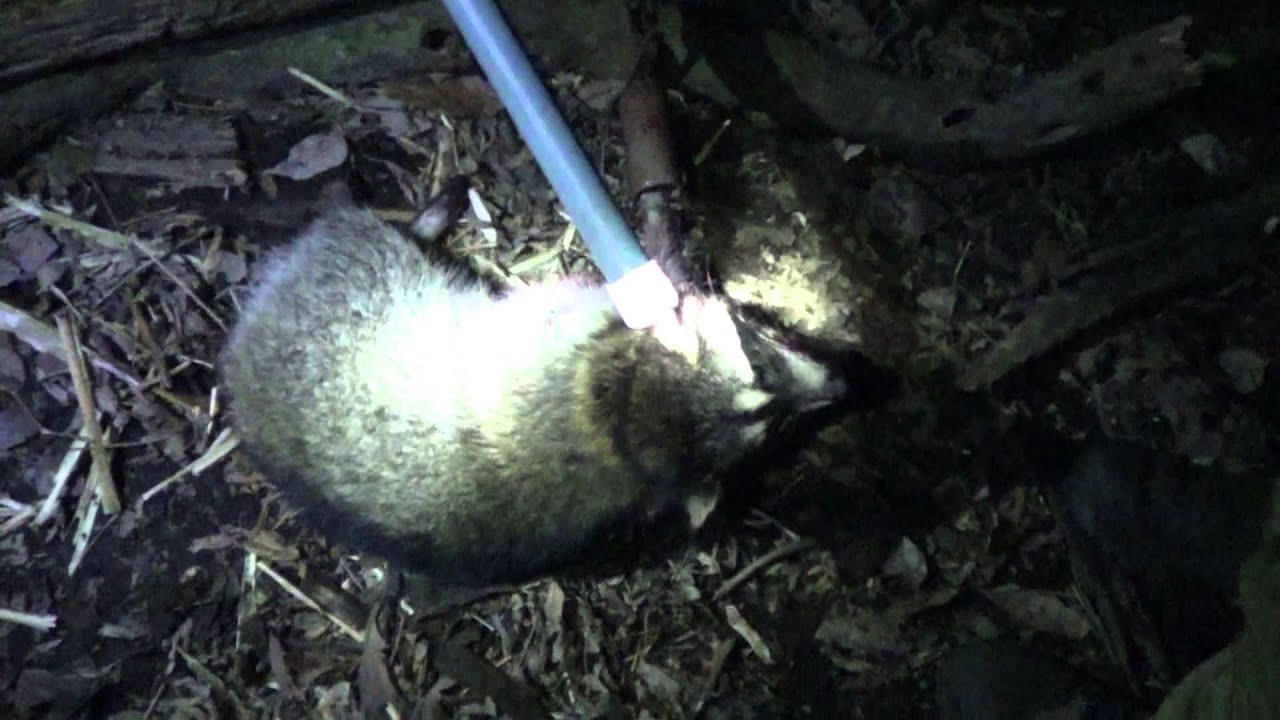 coon trapping 2012 - YouTube