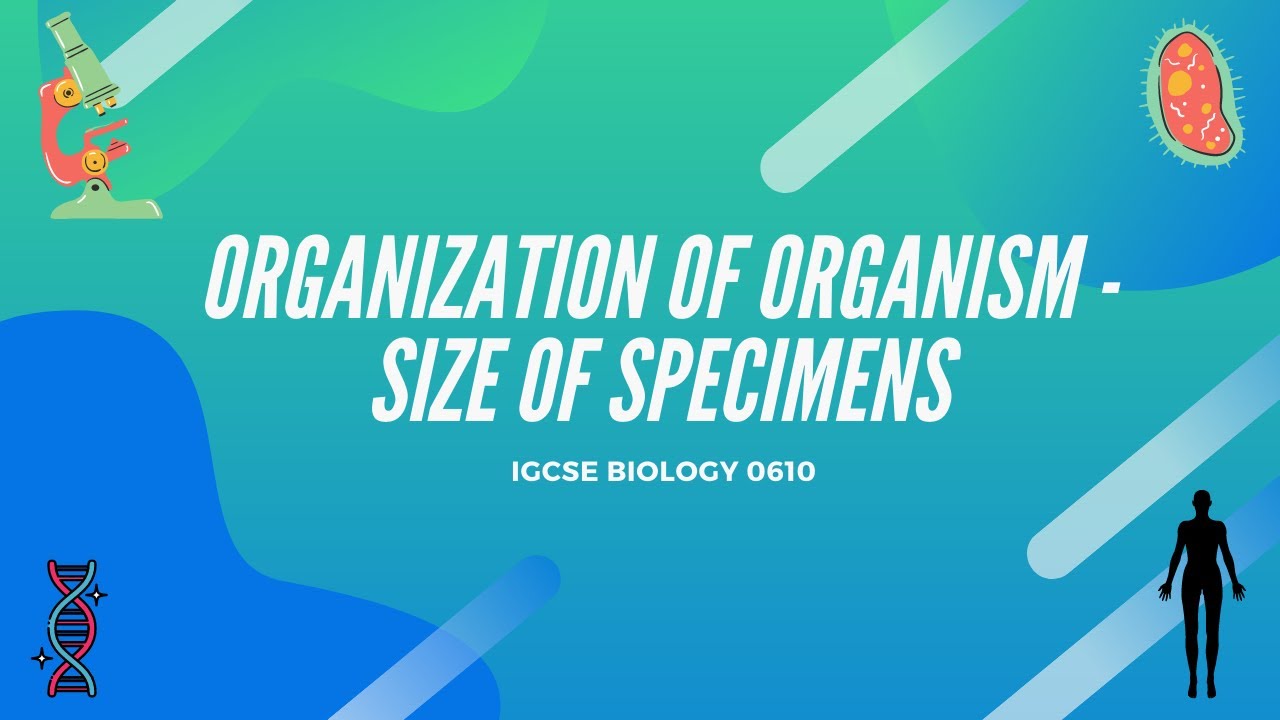 CAMBRIDGE IGCSE BIOLOGY (0610): Organization of the organism - Size of ...