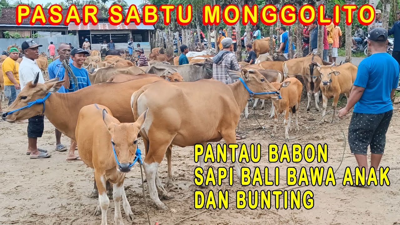 PANTAU HARGA INDUKAN SAPI BALI BAWA ANAK, Pasar Sapi Gorontalo - YouTube