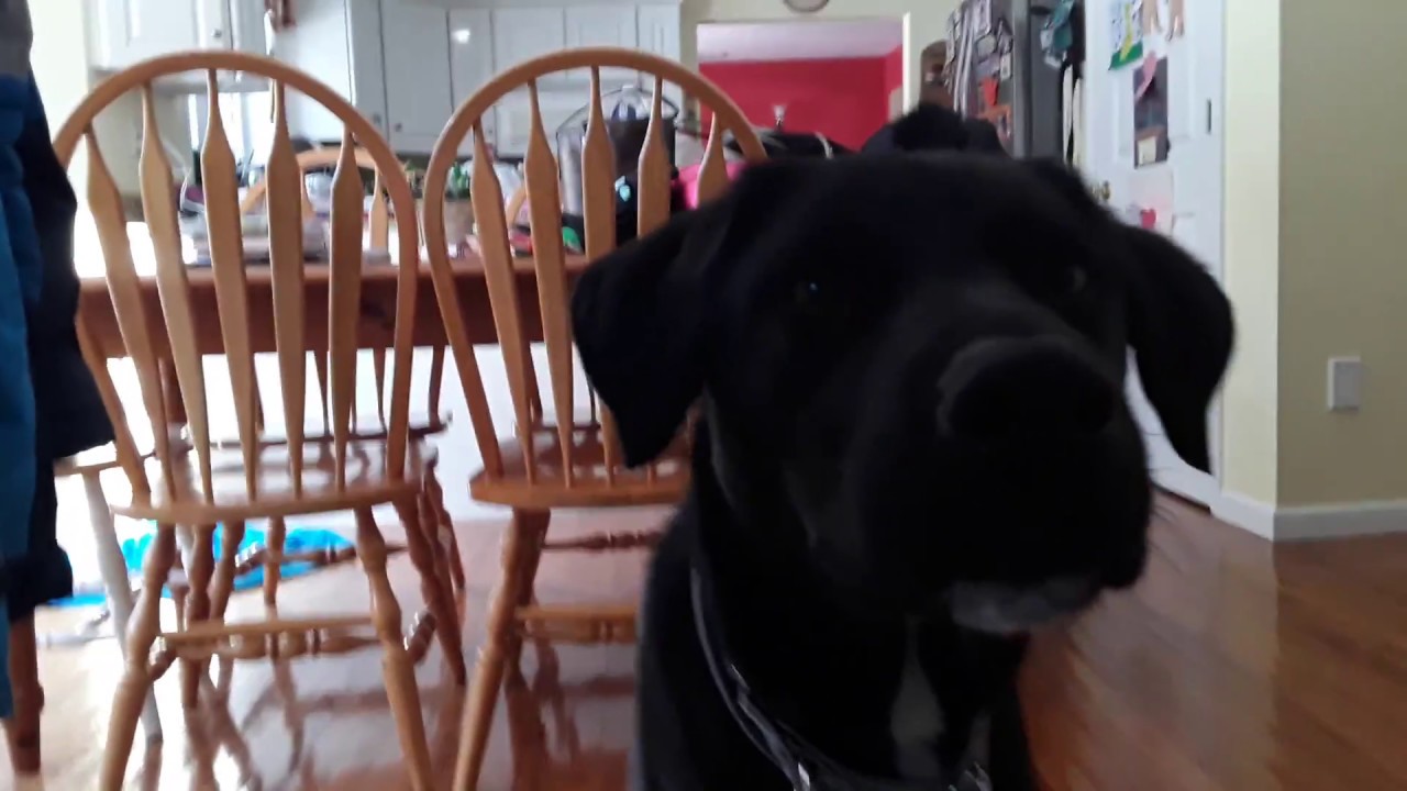 MY BAD DOG!!!!! - YouTube