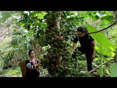 Wild figs – Clean food, but few dare to eat them ?