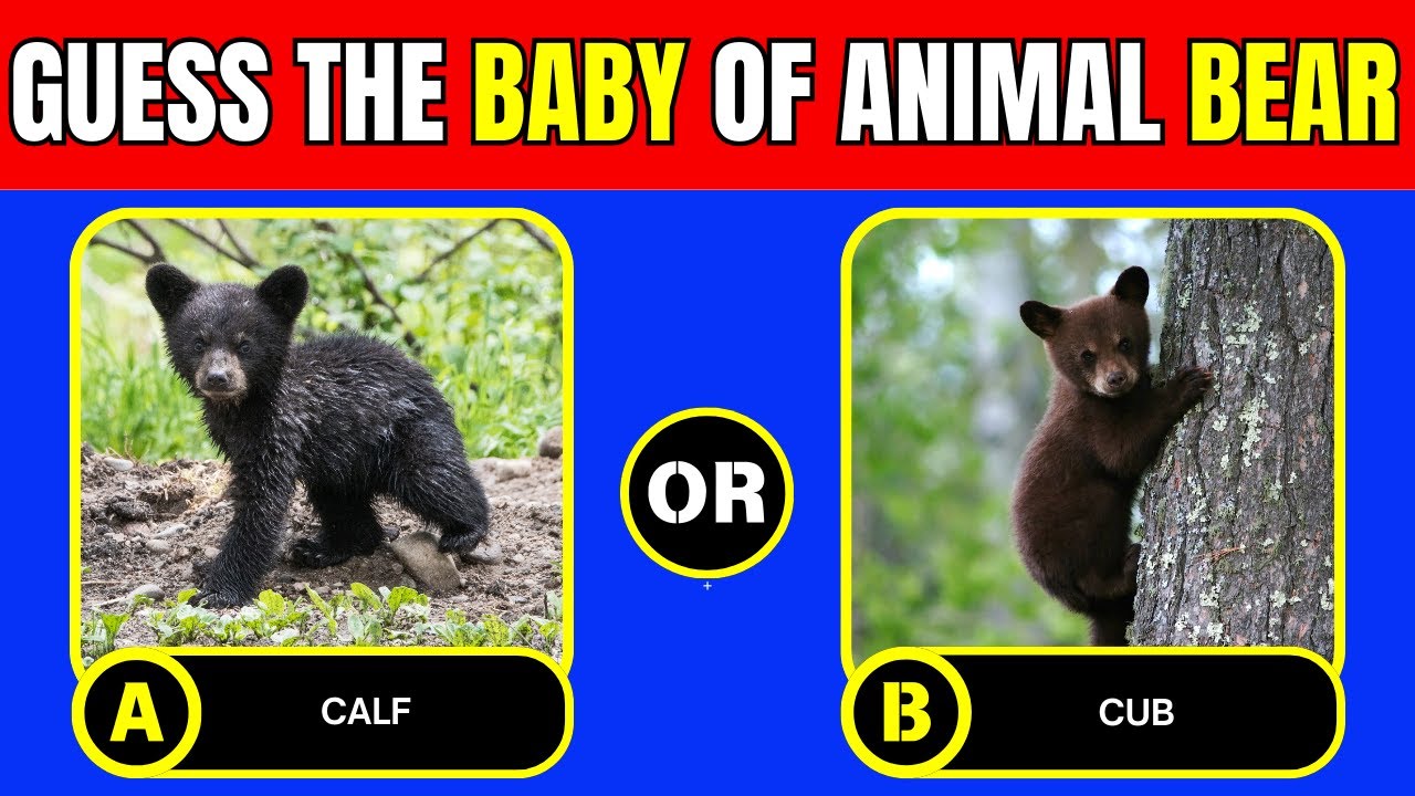 Guess the Baby Animal Quiz -#1🙈🖐 | Animal Quiz | How Good Is Your ...