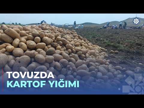 Tovuzda bol kartof yetişib, qiymətlər isə fermerləri qane etmir
