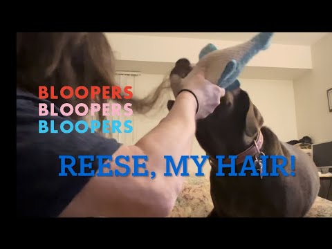 Funny dog video fail, total embarrassing blooper video of Reese the ...