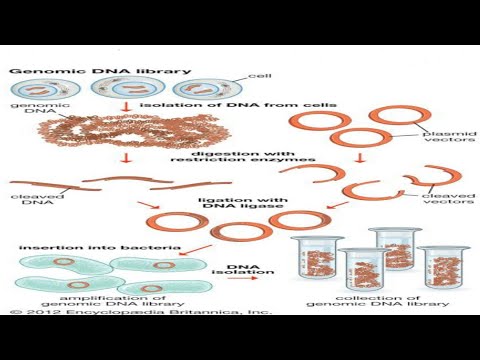 Genetic library part A (genomic DNA library) rDNA technology lecture 6 ...