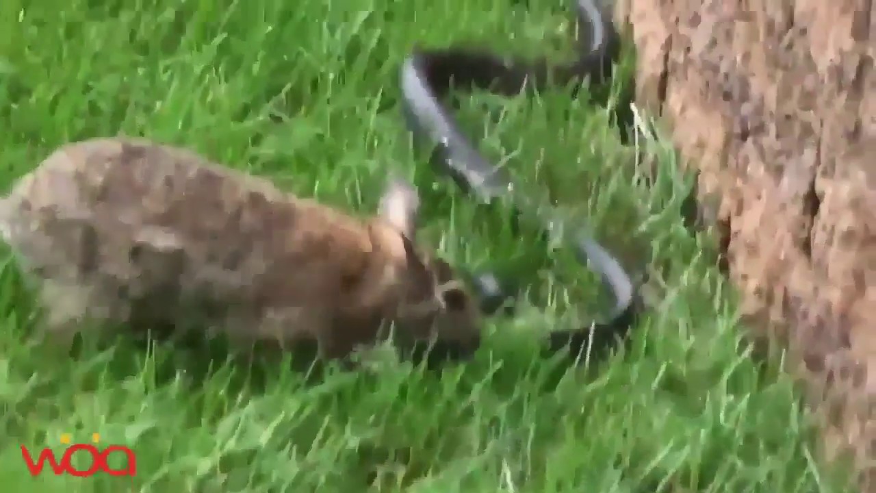 Mother Rabbit Fights Snake To Protects Her Babies - YouTube