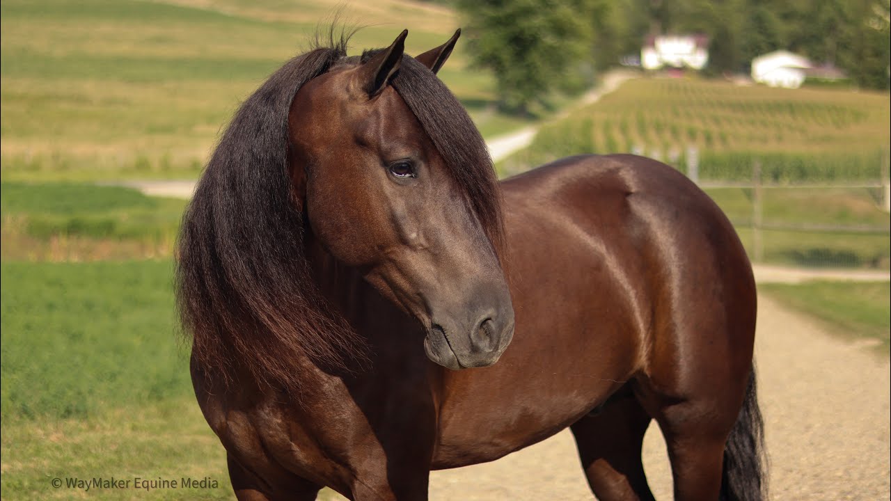 SOLD THUNDER - 2020 Friesian Percheron Pony Cross Gelding - YouTube