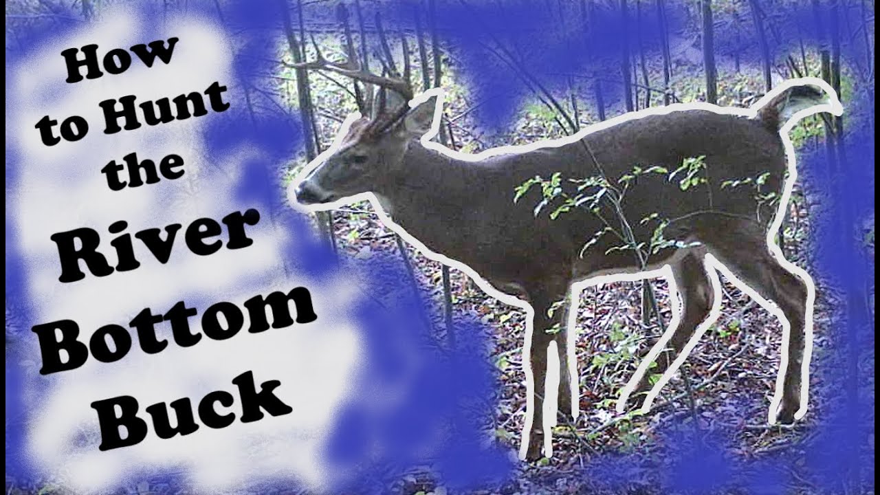 How to Hunt the River Bottom Buck from Public Land Mature Buck Bedding ...