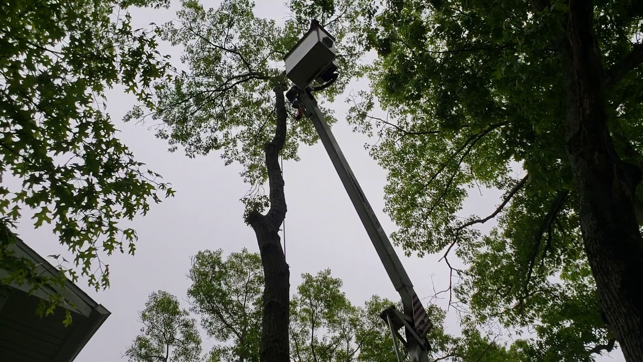 Dropping the top out. Red oak tree. - YouTube