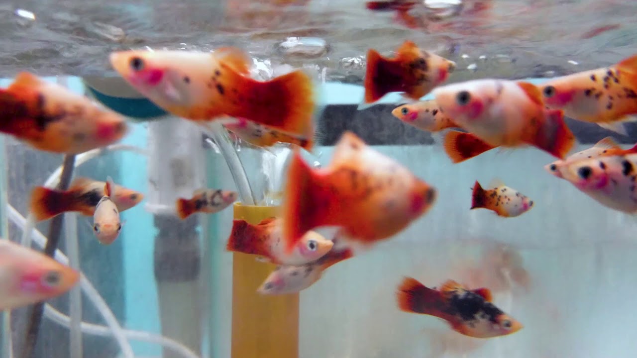 Redtail Crystal Platy Xiphophorus maculatus - YouTube