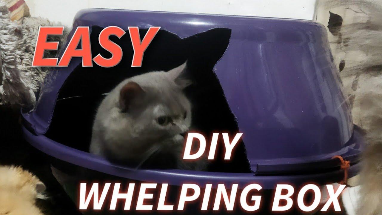 cat whelping box / cat nesting place / cat cabin - YouTube