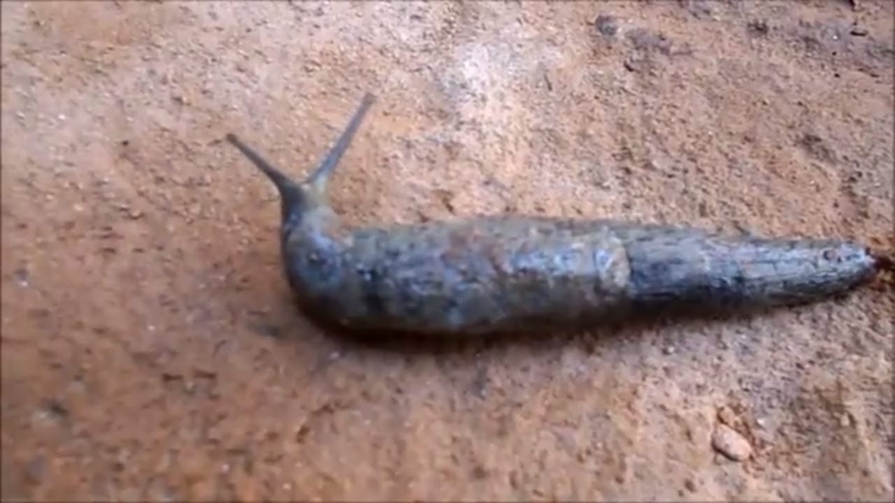 SNAIL IN ACTION/Snail movement/Snail in India - YouTube