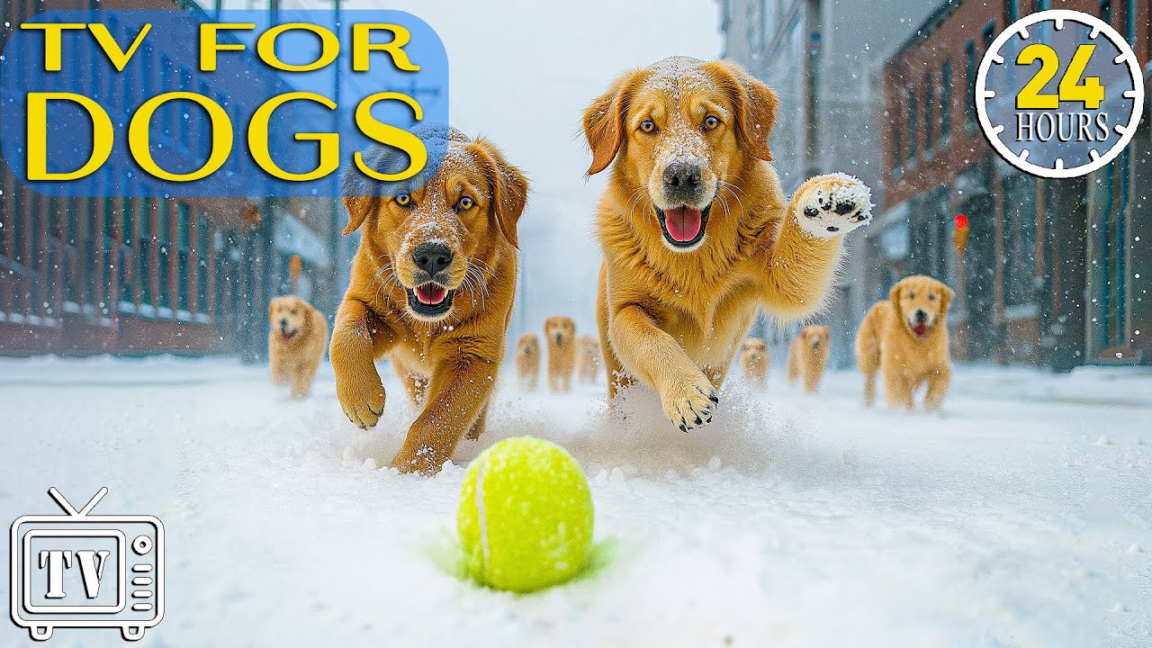 24 Hours of Dog TV: Fun Relaxing Videos for Dogs with Boredom-Busting ...