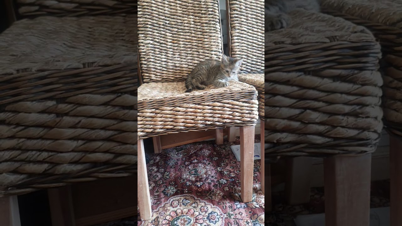 Chasing her tail! - YouTube