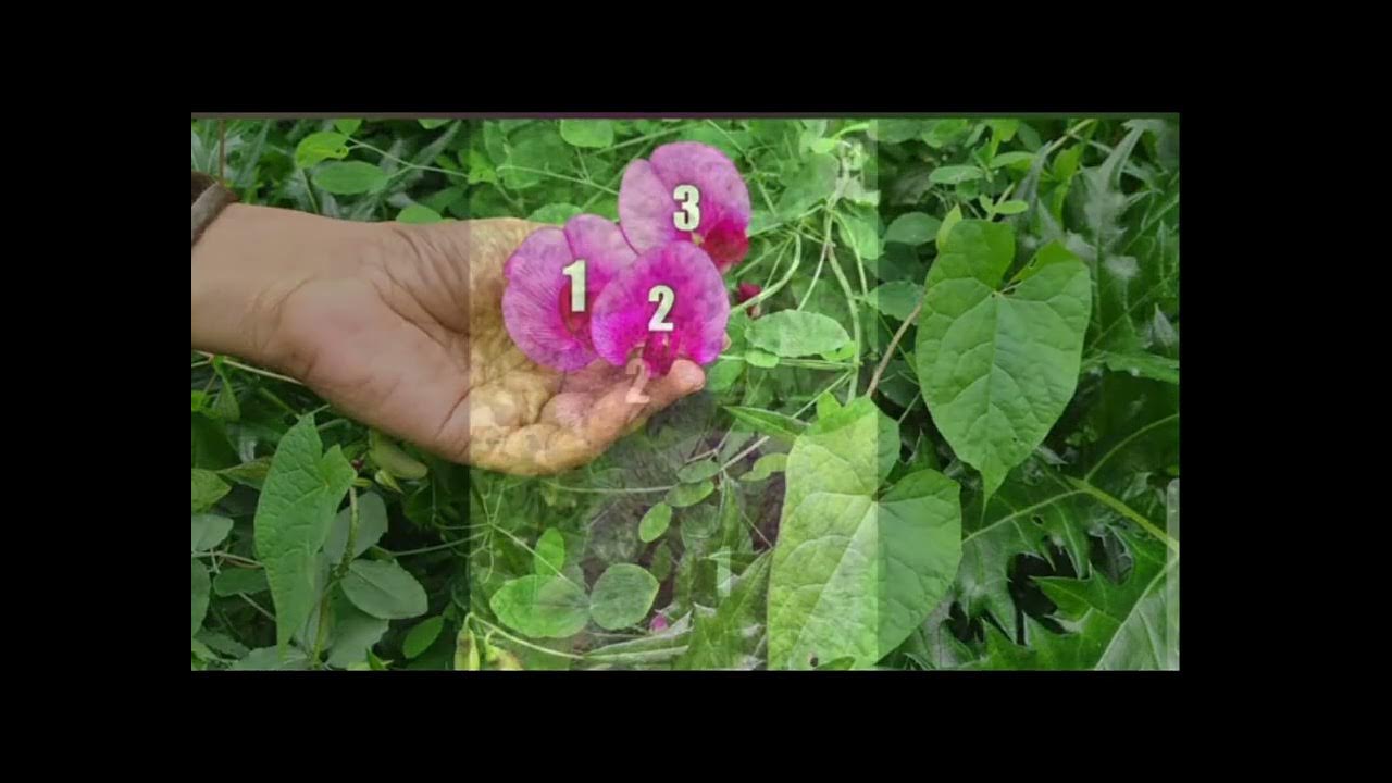 First Crop Circle in UK 2024 - YouTube