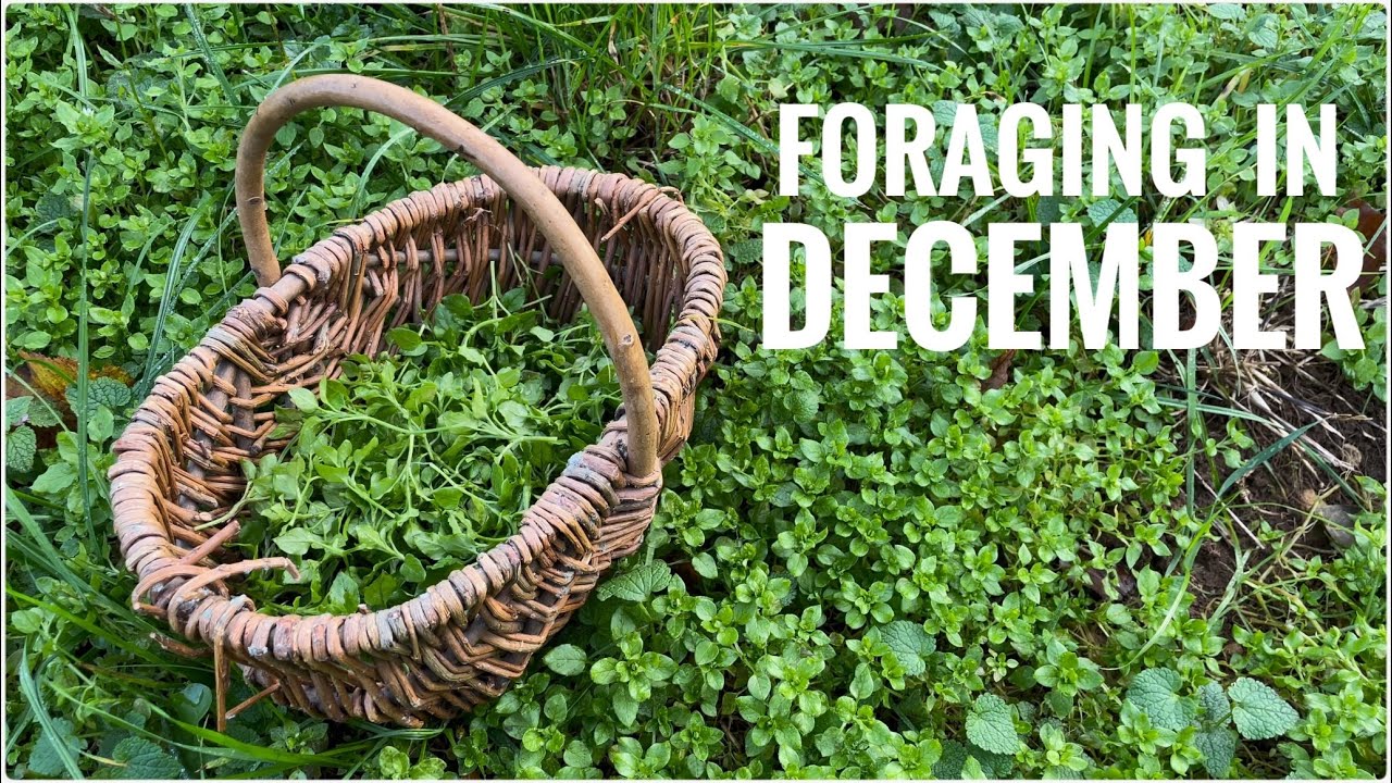 Foraging in December - UK Wildcrafts Foraging Calendar - YouTube