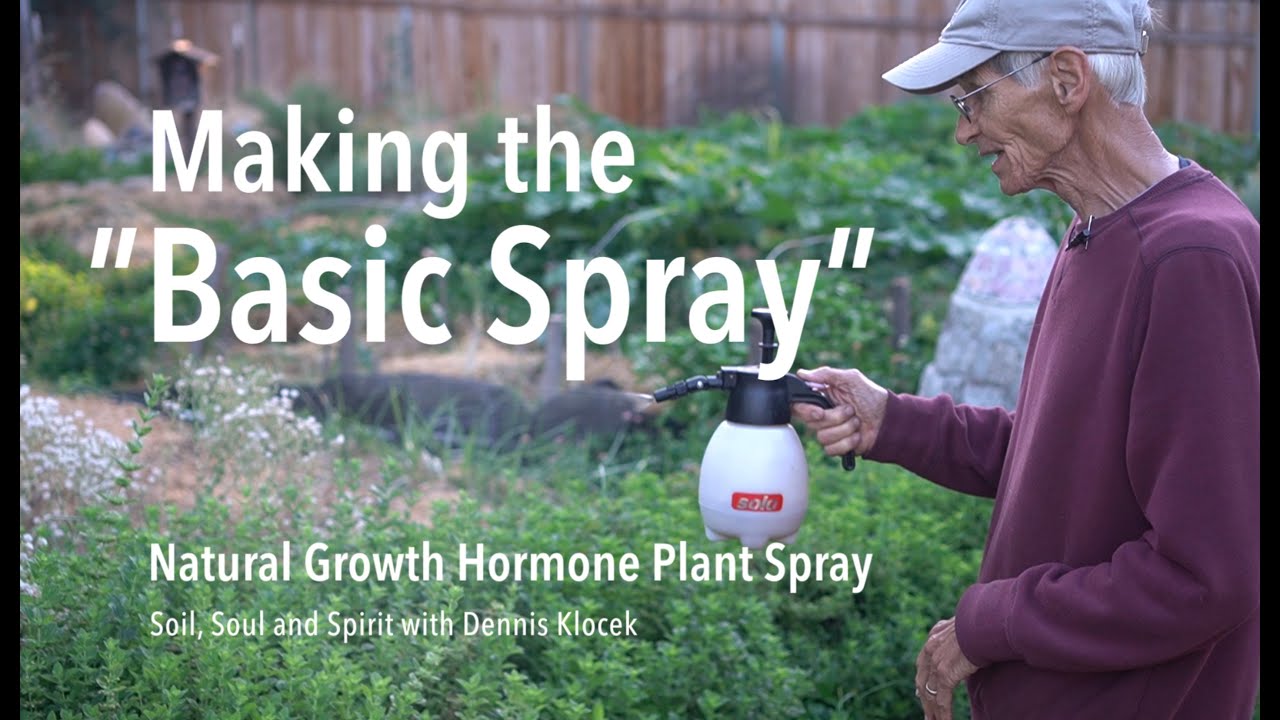 Simple, Natural, Growth Hormone Plant Spray (AKA Rejuvelac and Coconut ...
