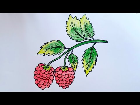 Drawing raspberry fruit |easy draw step by step ...