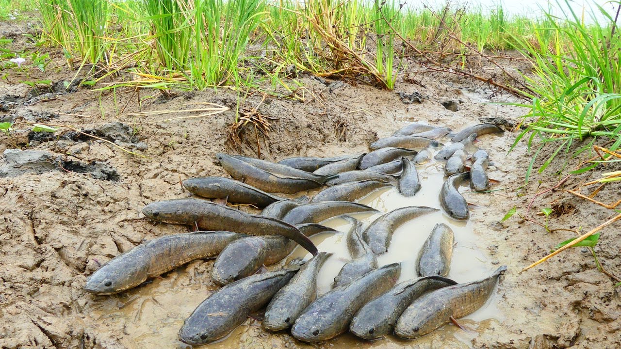 amazing fishing! A fisherman Catch fish a lot in mud little water at ...