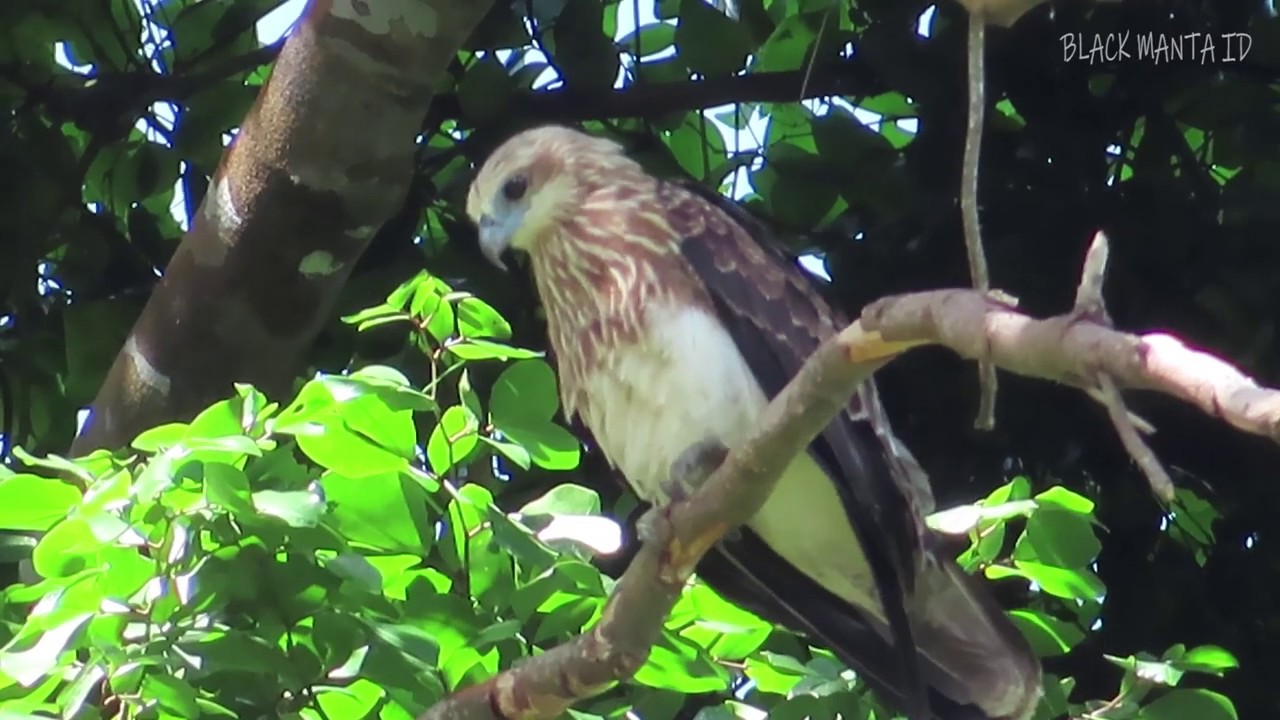 Burung Elang Yang Ada di Raja Ampat Papua Barat - YouTube